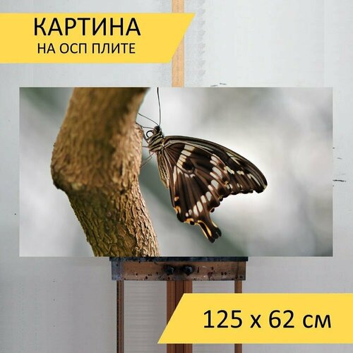 Картина на ОСП 125х62 см. "Бабочка, ласточкин хвост, насекомое" горизонтальная, для интерьера, с креплениями