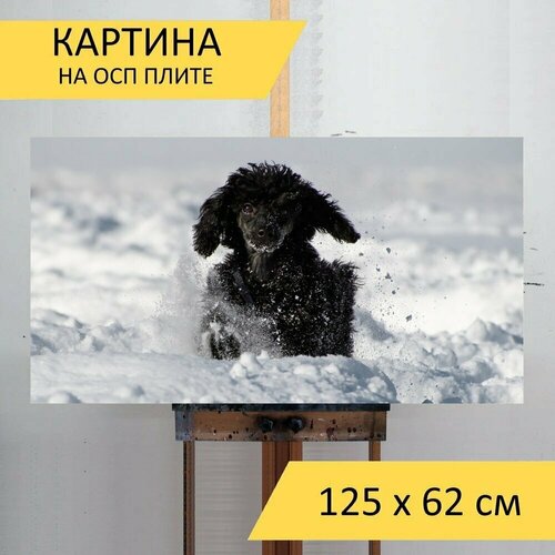 Картина на ОСП 125х62 см. "Собака, пудель, миниатюрный пудель" горизонтальная, для интерьера, с креплениями