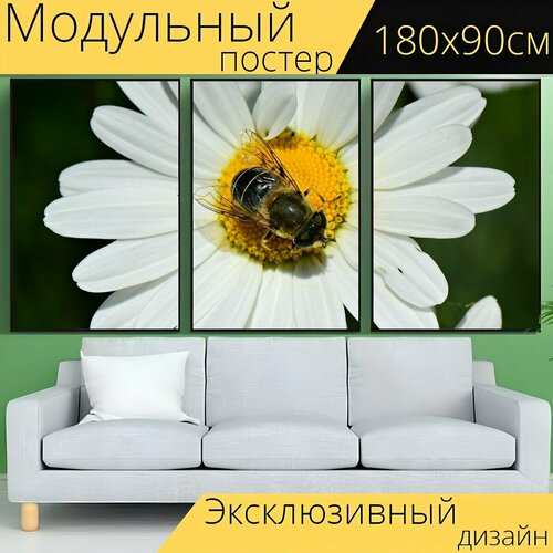 Модульный постер "Бычий глаз маргаритка, цветок, завод" 180 x 90 см. для интерьера