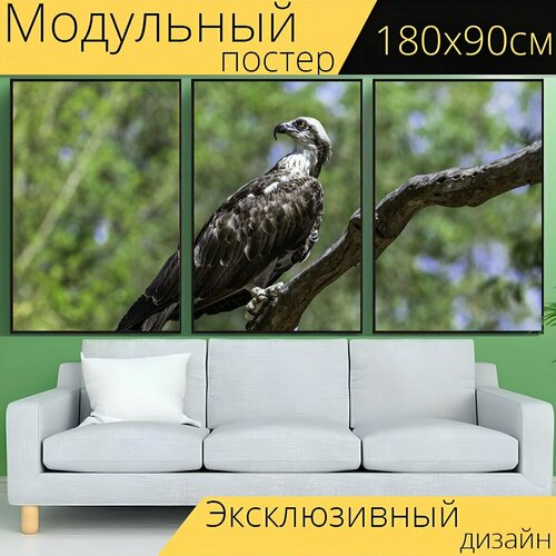 Модульный постер "Орел, хищник, птицы" 180 x 90 см. для интерьера
