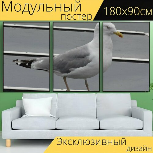 Модульный постер "Чайка, животное, птица" 180 x 90 см. для интерьера