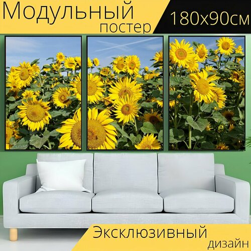 Модульный постер "Подсолнечник, цветы, поле" 180 x 90 см. для интерьера
