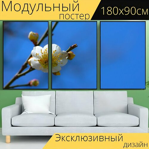 Модульный постер "Цветение сливы, белая слива, весенние цветы" 180 x 90 см. для интерьера