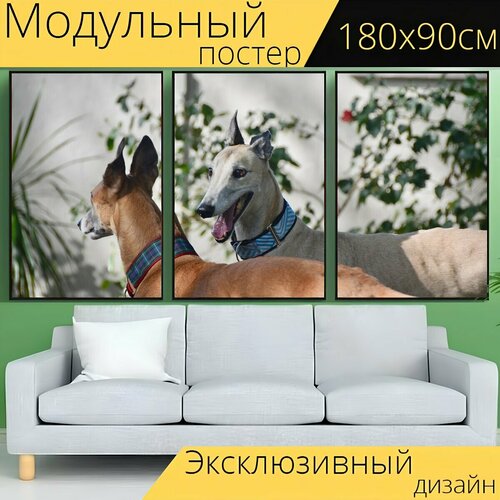 Модульный постер "Борзая, отставной гоночная собака, собака" 180 x 90 см. для интерьера