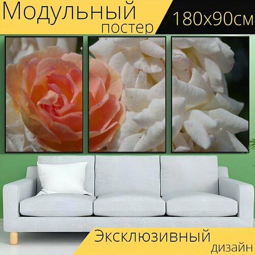 Модульный постер "Розы, цвести, цветок" 180 x 90 см. для интерьера