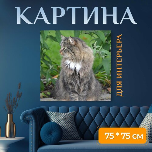 Картина на холсте "Кот, животное, домашнее животное" на подрамнике 75х75 см. для интерьера