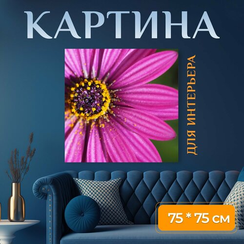 Картина на холсте "Цветок, лепесток, фиолетовый" на подрамнике 75х75 см. для интерьера