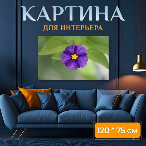 Картина на холсте "Цветок, фиолетовый, калифорния" на подрамнике 120х75 см. для интерьера