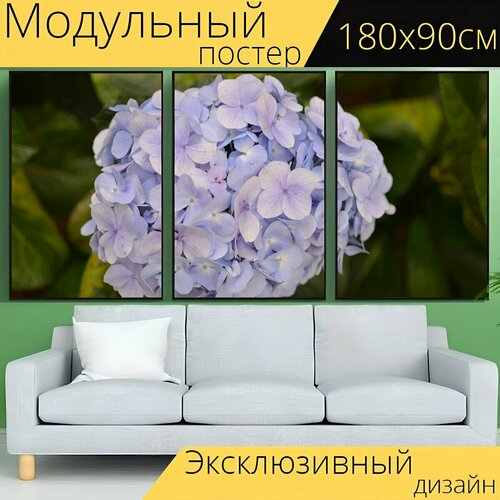 Модульный постер "Гортензия, цветы, фиолетовые цветы" 180 x 90 см. для интерьера
