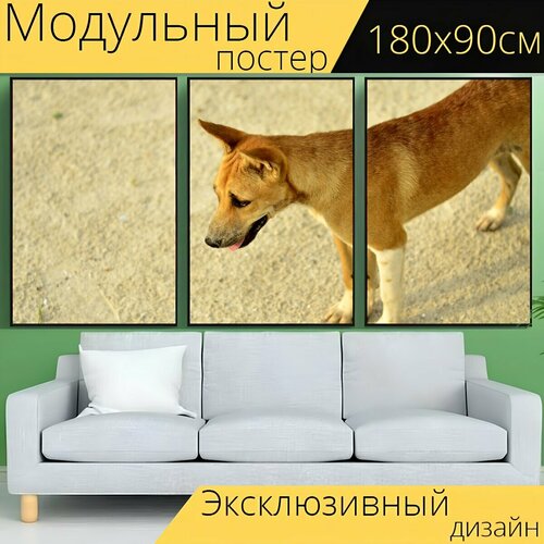 Модульный постер "Собака, собачий, смотрящий" 180 x 90 см. для интерьера