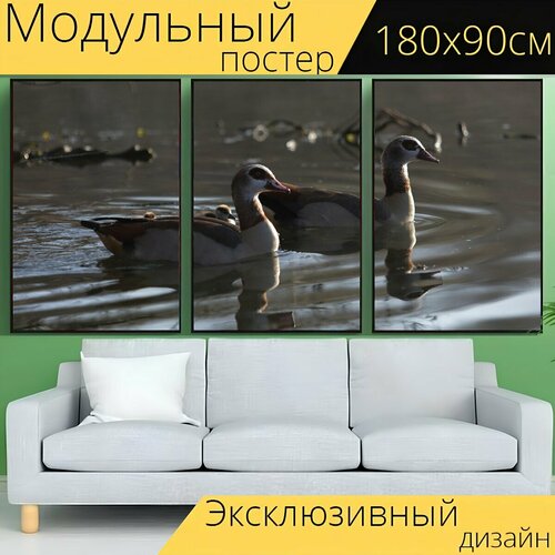 Модульный постер "Лебедь, гусь, водоплавающая птица" 180 x 90 см. для интерьера