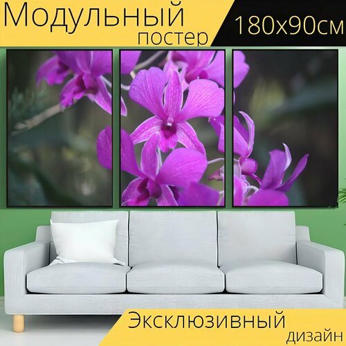Модульный постер "Орхидея, цветок, естественный" 180 x 90 см. для интерьера