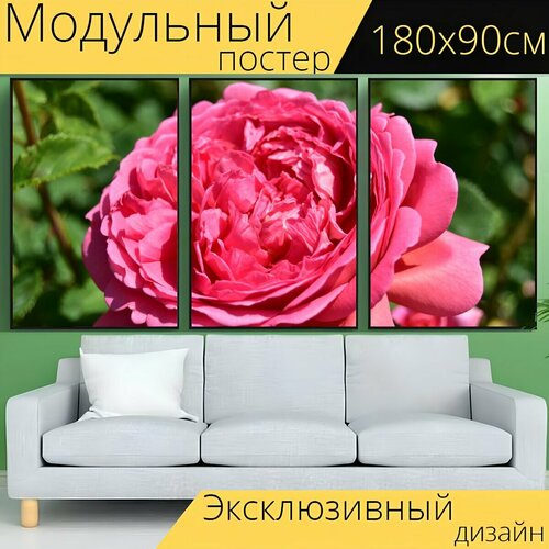 Модульный постер "Розовая роза, завод, цветок" 180 x 90 см. для интерьера