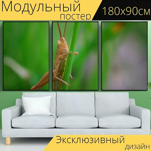 Модульный постер "Кузнечик, насекомое, природа" 180 x 90 см. для интерьера