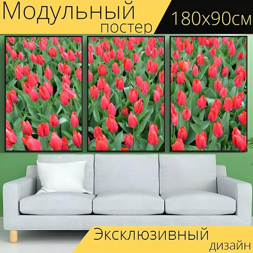 Модульный постер "Тюльпаны, красный, цветы" 180 x 90 см. для интерьера