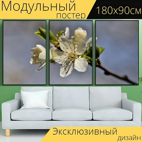 Модульный постер "Цветок сливы, цвести, сливовое дерево" 180 x 90 см. для интерьера