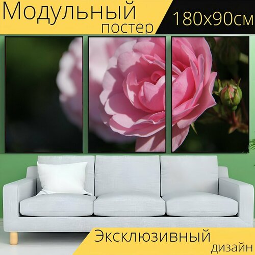 Модульный постер "Роза, цвести, сад" 180 x 90 см. для интерьера