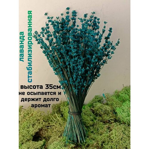 Рославанда/Стабилизированная натуральная лаванда букет для творчества