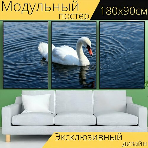 Модульный постер "Лебедь, озеро, воды птицы" 180 x 90 см. для интерьера