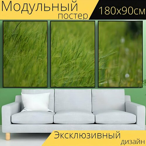 Модульный постер "Трава, колосья, зерно" 180 x 90 см. для интерьера