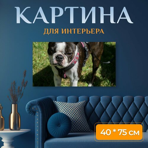 Картина на холсте "Собака, бостон терьер, домашнее животное" на подрамнике 75х40 см. для интерьера