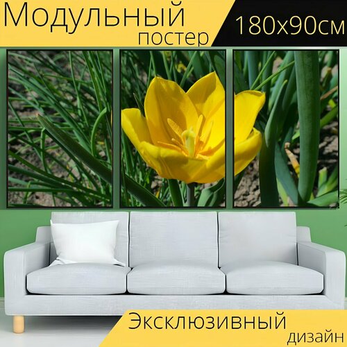 Модульный постер "Тюльпан, желтый, цветок" 180 x 90 см. для интерьера