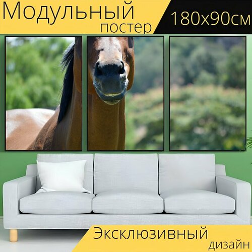 Модульный постер "Лошадь, лошадиная голова, животное" 180 x 90 см. для интерьера