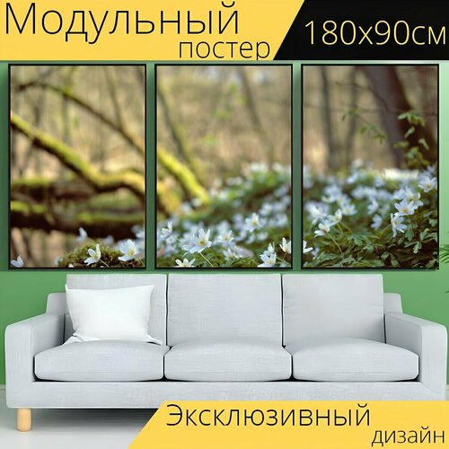Модульный постер "Древесные анемоны, анемоны, полевой цветок" 180 x 90 см. для интерьера