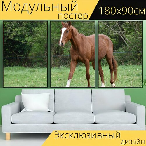 Модульный постер "Лошадь, молодая лошадь, лошадь ребенок" 180 x 90 см. для интерьера