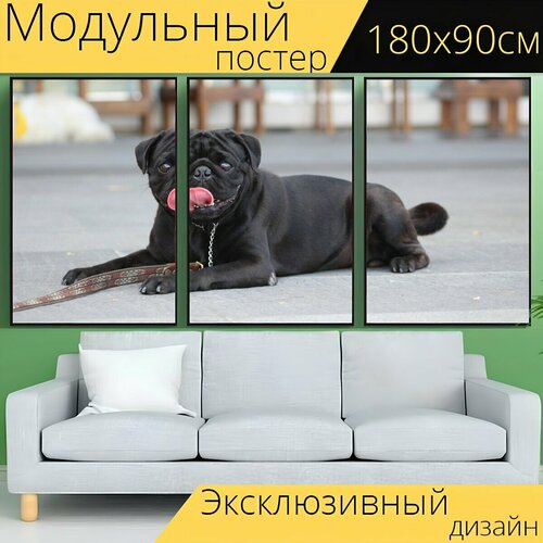 Модульный постер "Черный мопс, мопс, собака" 180 x 90 см. для интерьера