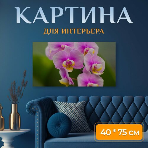Картина на холсте "Цветок, орхидея, тропический" на подрамнике 75х40 см. для интерьера