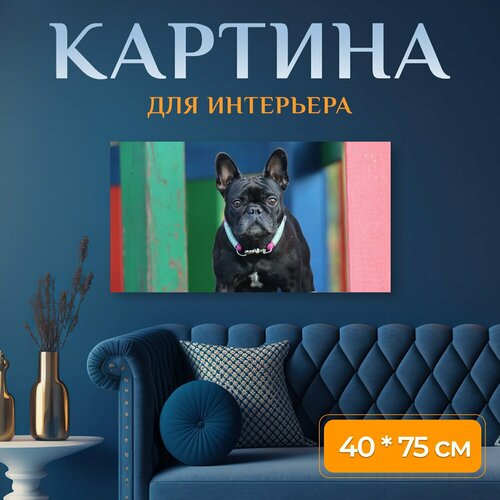 Картина на холсте "Собака, бульдог, французский бульдог" на подрамнике 75х40 см. для интерьера