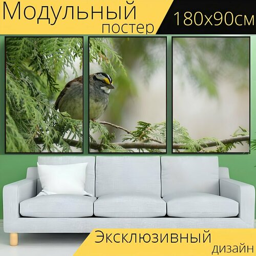 Модульный постер "Воробей, птицы, лес" 180 x 90 см. для интерьера