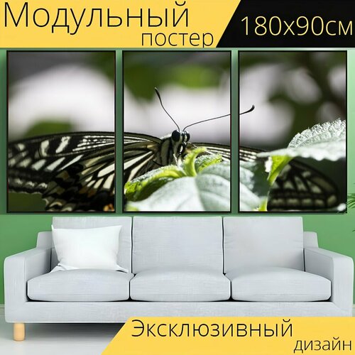 Модульный постер "Бабочка, насекомые, природа" 180 x 90 см. для интерьера