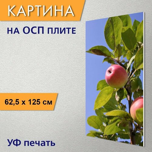 Вертикальная картина на ОСП "Яблоки, урожай, плоды" 62x125 см. для интерьериа