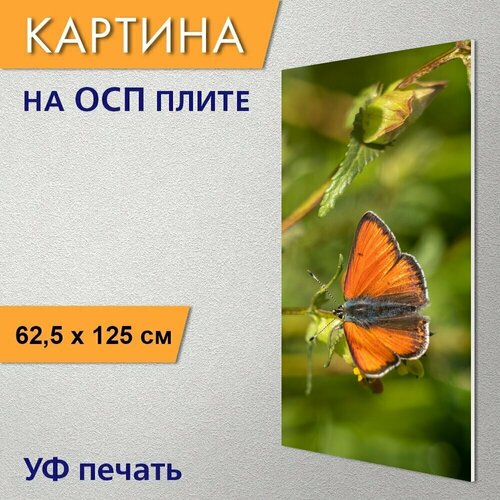Вертикальная картина на ОСП "Бабочка, насекомое, природа" 62x125 см. для интерьериа