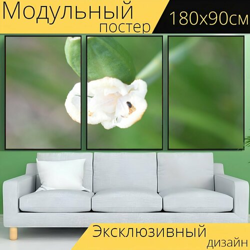 Модульный постер "Вспышка, белый, цветок" 180 x 90 см. для интерьера