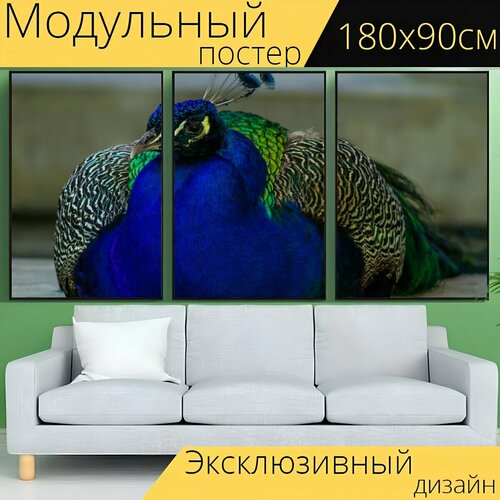 Модульный постер "Павлин, птица, синий" 180 x 90 см. для интерьера