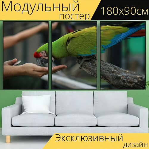 Модульный постер "Ара, птица, попугай" 180 x 90 см. для интерьера