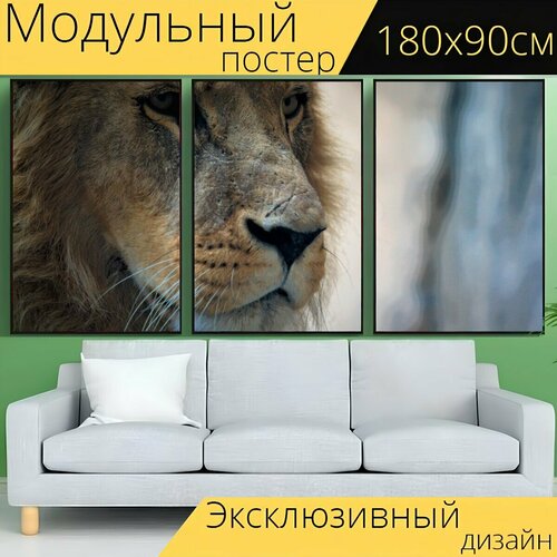 Модульный постер "Лев, животное, дикая природа" 180 x 90 см. для интерьера