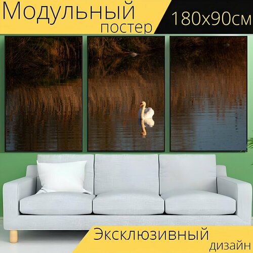 Модульный постер "Лебедь, озеро, река" 180 x 90 см. для интерьера