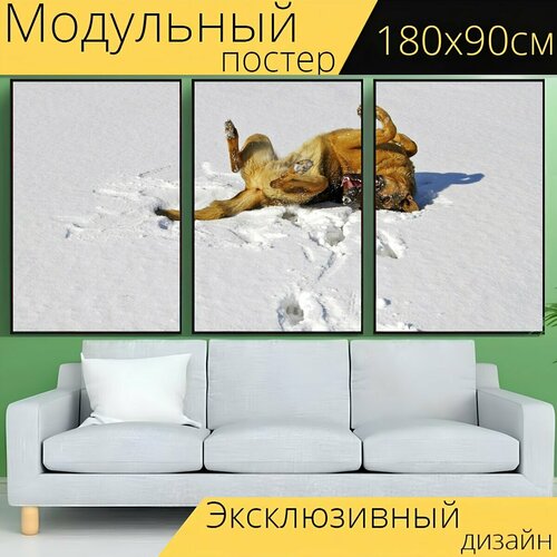 Модульный постер "Собака, снег, немецкая овчарка" 180 x 90 см. для интерьера