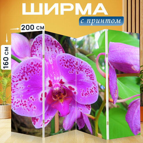 Ширма перегородка с принтом "Орхидея, цветок, природа" на холсте - 200x160 см. для зонирования, раскладная