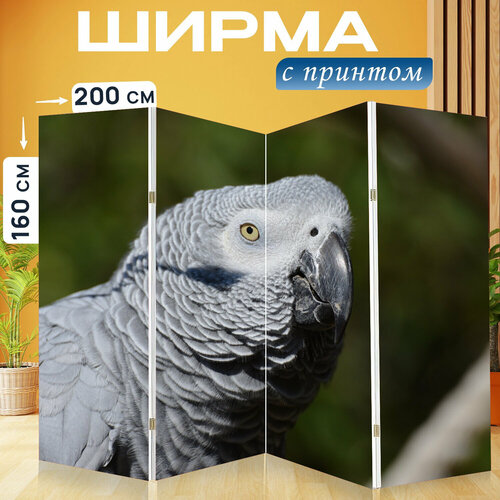 Ширма перегородка с принтом "Африканский серый попугай, попугай, птица" на холсте - 200x160 см. для зонирования, раскладная