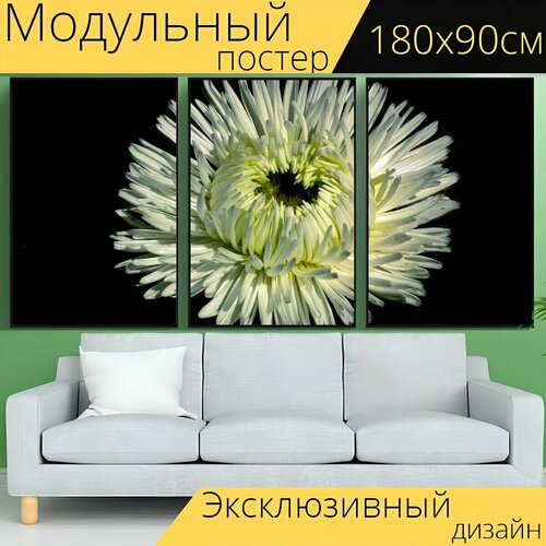 Модульный постер "Астра, цветок, сад" 180 x 90 см. для интерьера
