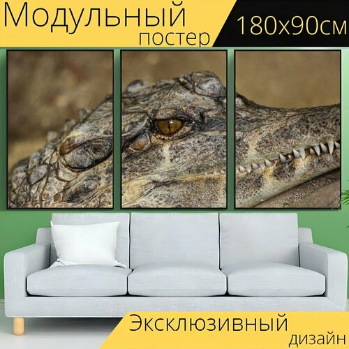Модульный постер "Крокодил, глаз, аллигатор" 180 x 90 см. для интерьера