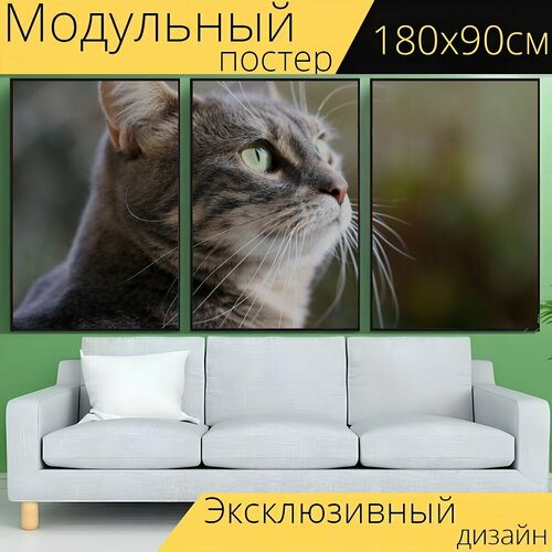 Модульный постер "Кот, кошка, животные" 180 x 90 см. для интерьера