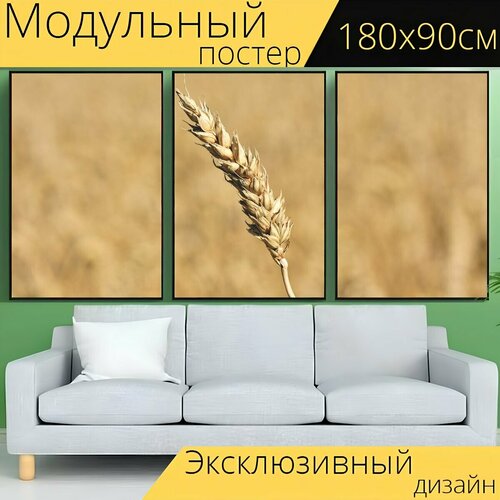 Модульный постер "Пшеница, зерно злаков, обрезать" 180 x 90 см. для интерьера