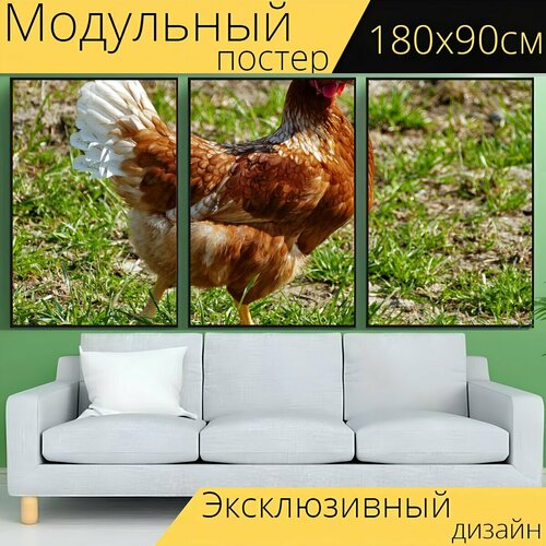 Модульный постер "Сельское хозяйство, домашняя птица, курица" 180 x 90 см. для интерьера