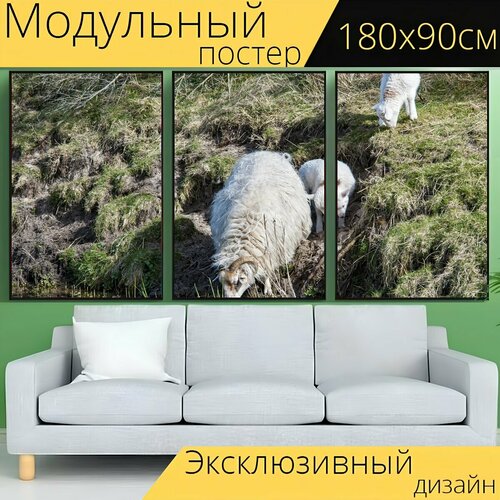 Модульный постер "Ягненок, агнец, овец" 180 x 90 см. для интерьера